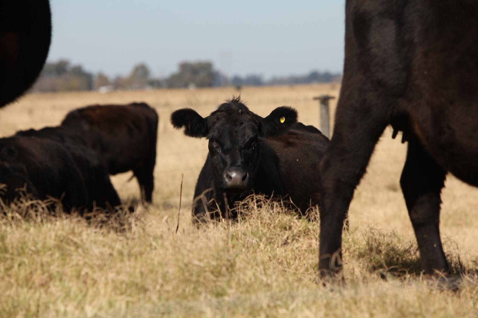 Bienestar animal: medidas para prevenir el estrés térmico en bovinos de ...