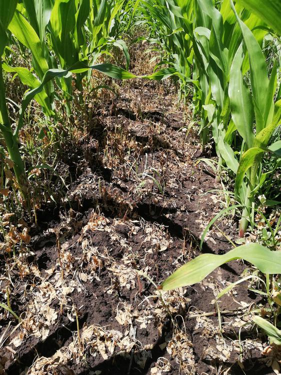 Brucia, una solución efectiva para el control malezas difíciles como el ...