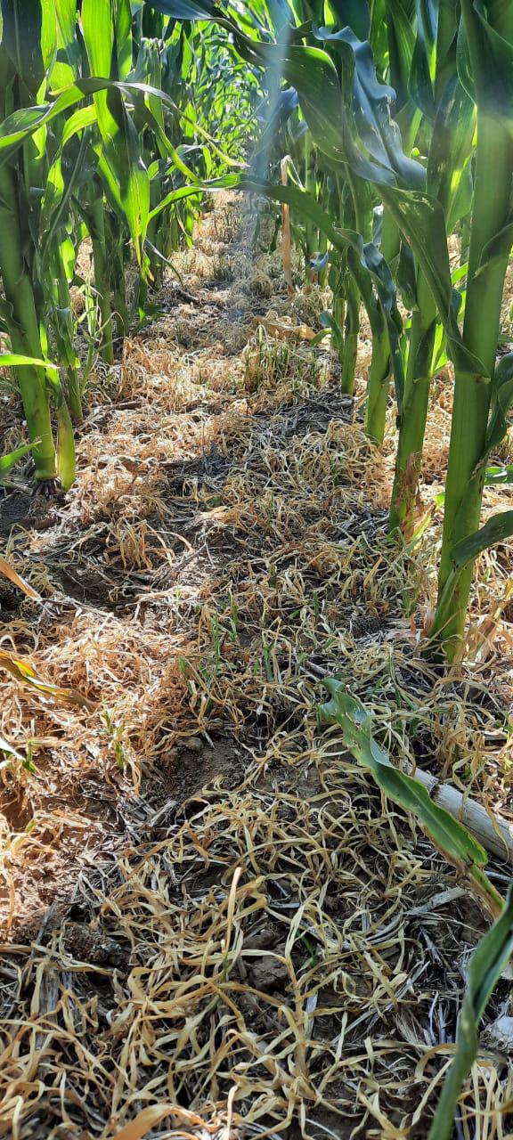 Brucia, una solución efectiva para el control malezas difíciles como el ...